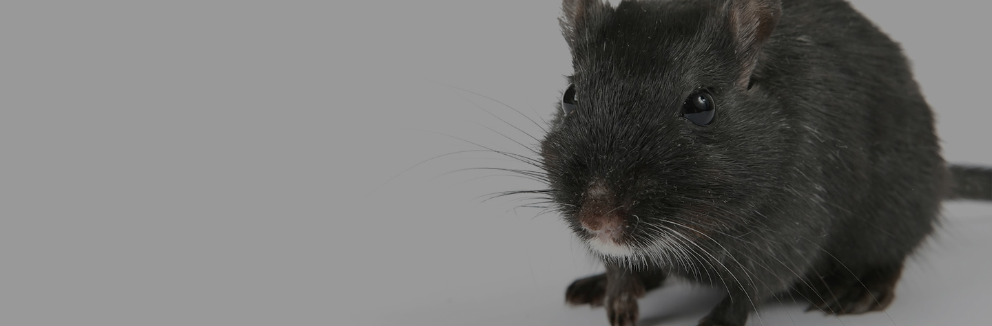 Rodect Pest Control | Sawbridgeworth, Harlow, Romford