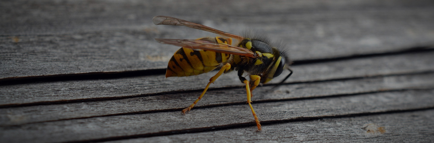 Rodect Pest Control | Sawbridgeworth, Harlow, Romford